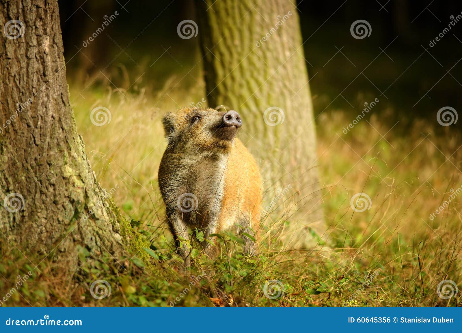 Wild Boar Baby Sniffing between Tree Trunks Stock Photo - Image of ...