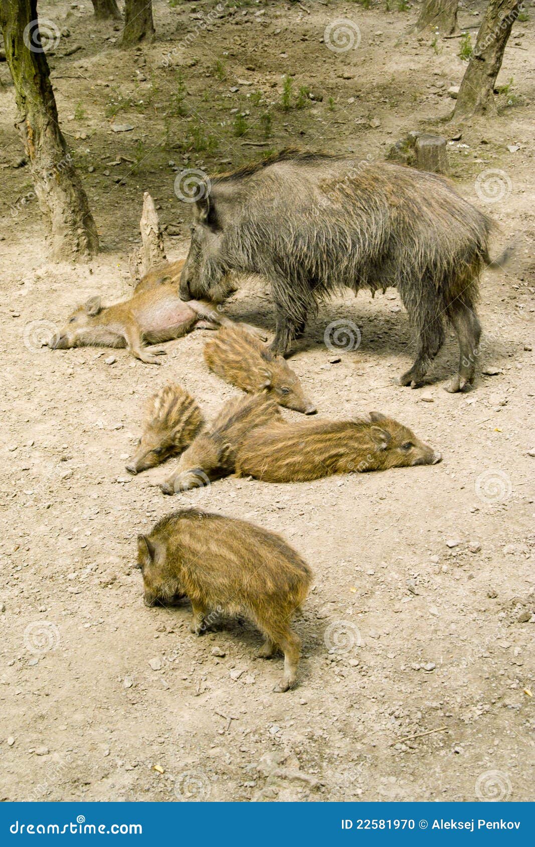 Wild boar with the babys stock photo. Image of young - 22581970