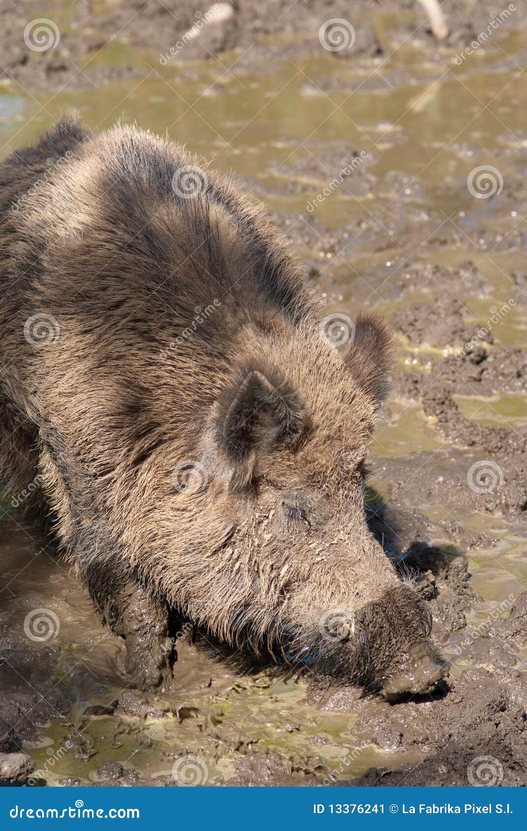 Wild boar bathing in mud stock image. Image of dirty - 13376241