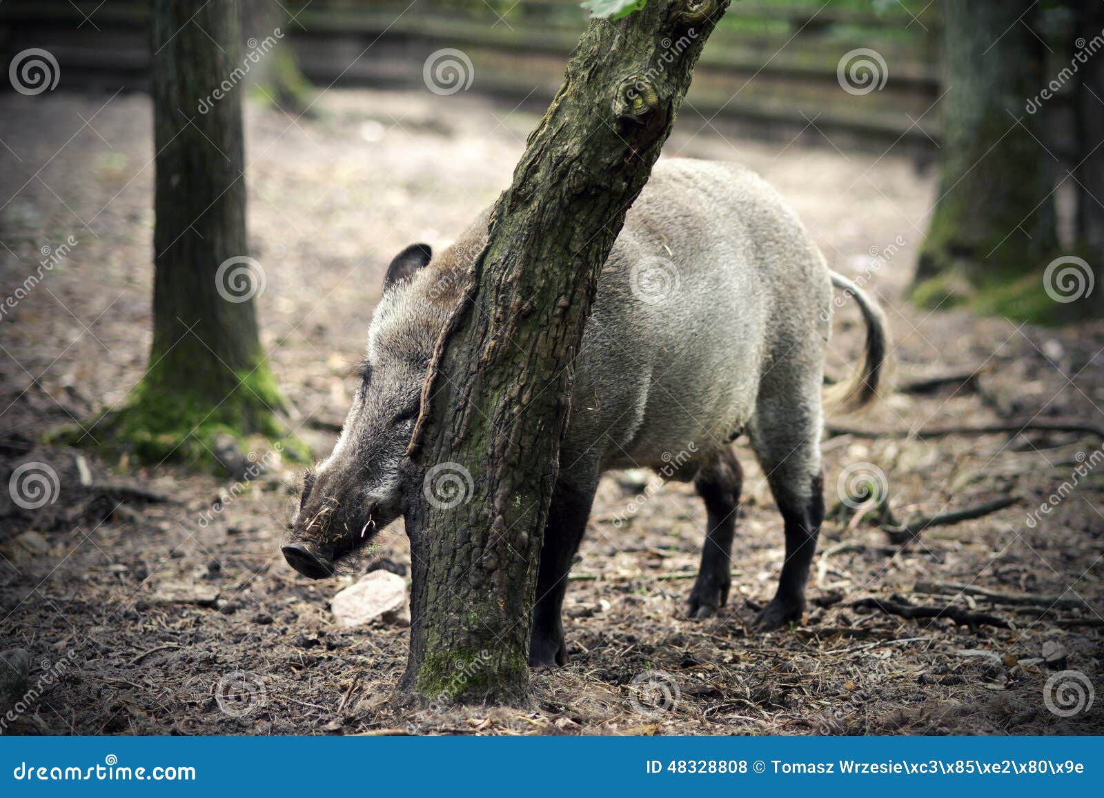 Wild boar stock photo. Image of mammal, wild, standing - 48328808