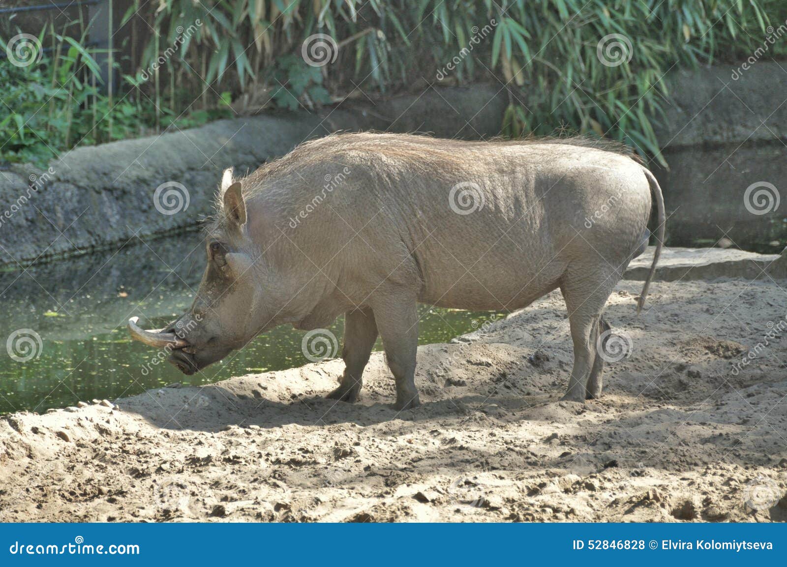 Wild boar with big canines stock photo. Image of pigling - 52846828