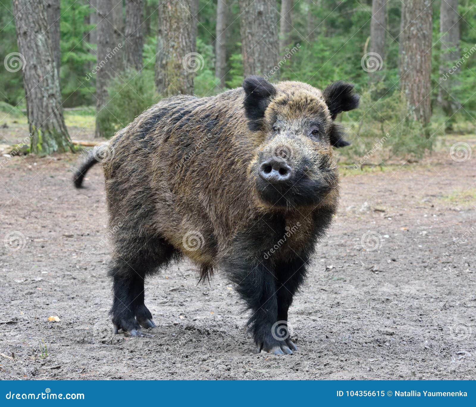 Wild boar stock image. Image of walking, grass, rural - 104356615