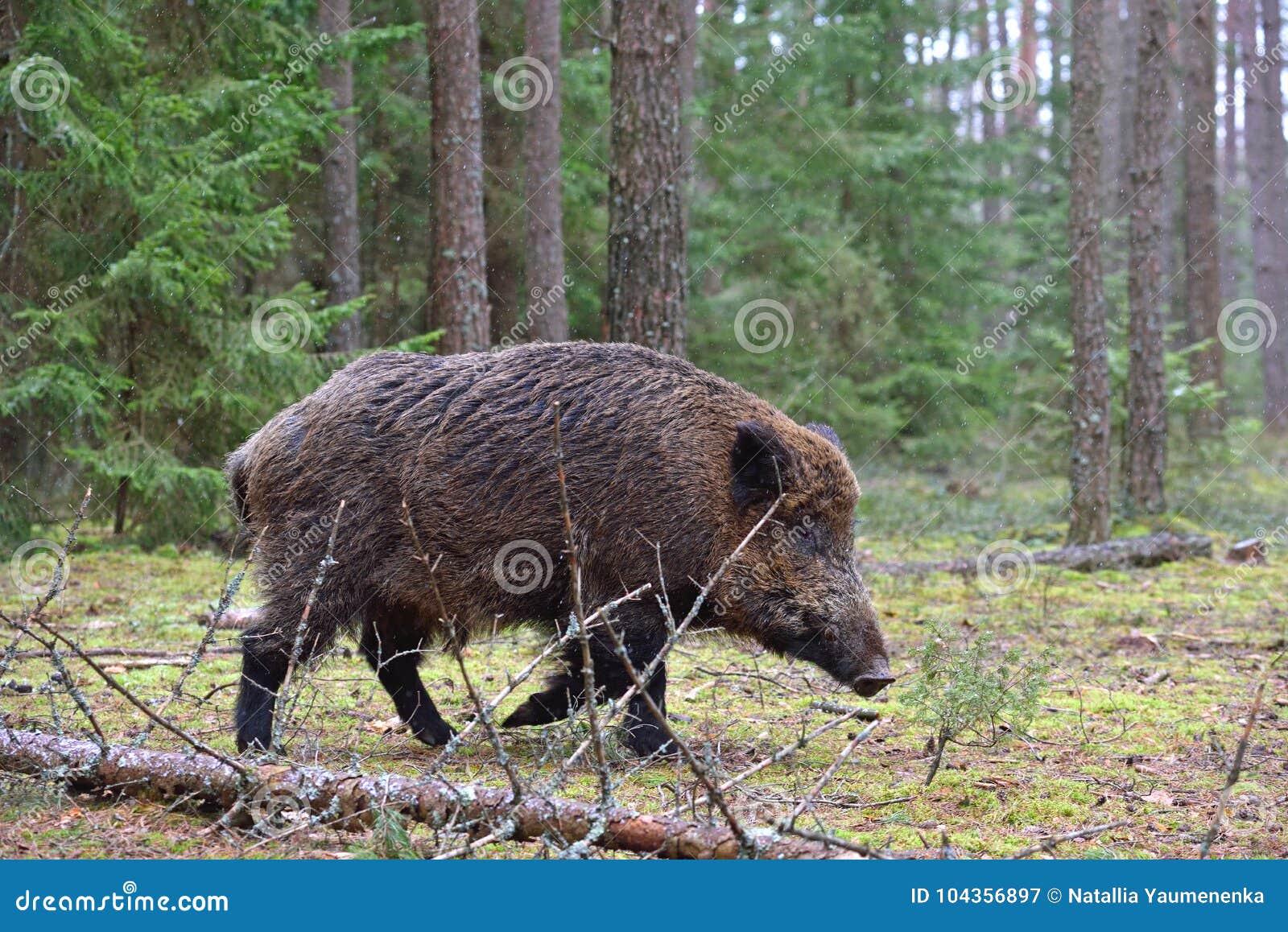 Wild boar stock image. Image of green, wood, outdoors - 104356897