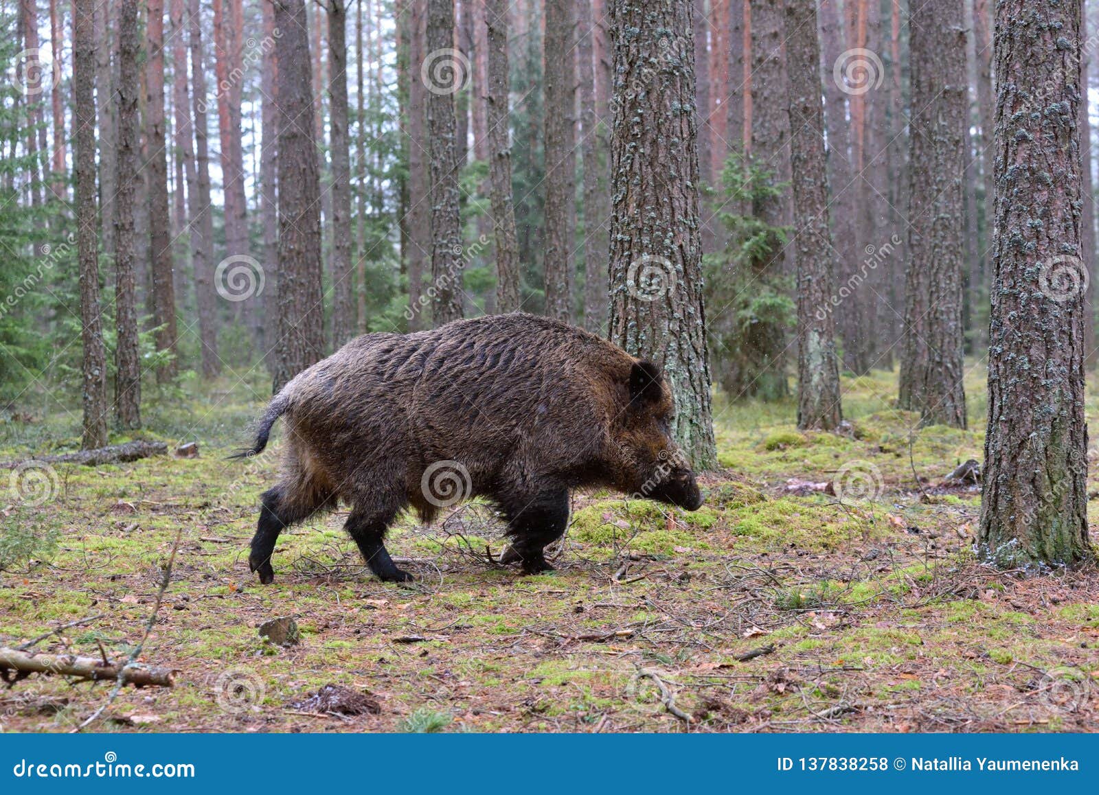 Big Wild boar stock photo. Image of wild, boar, brown - 137838258