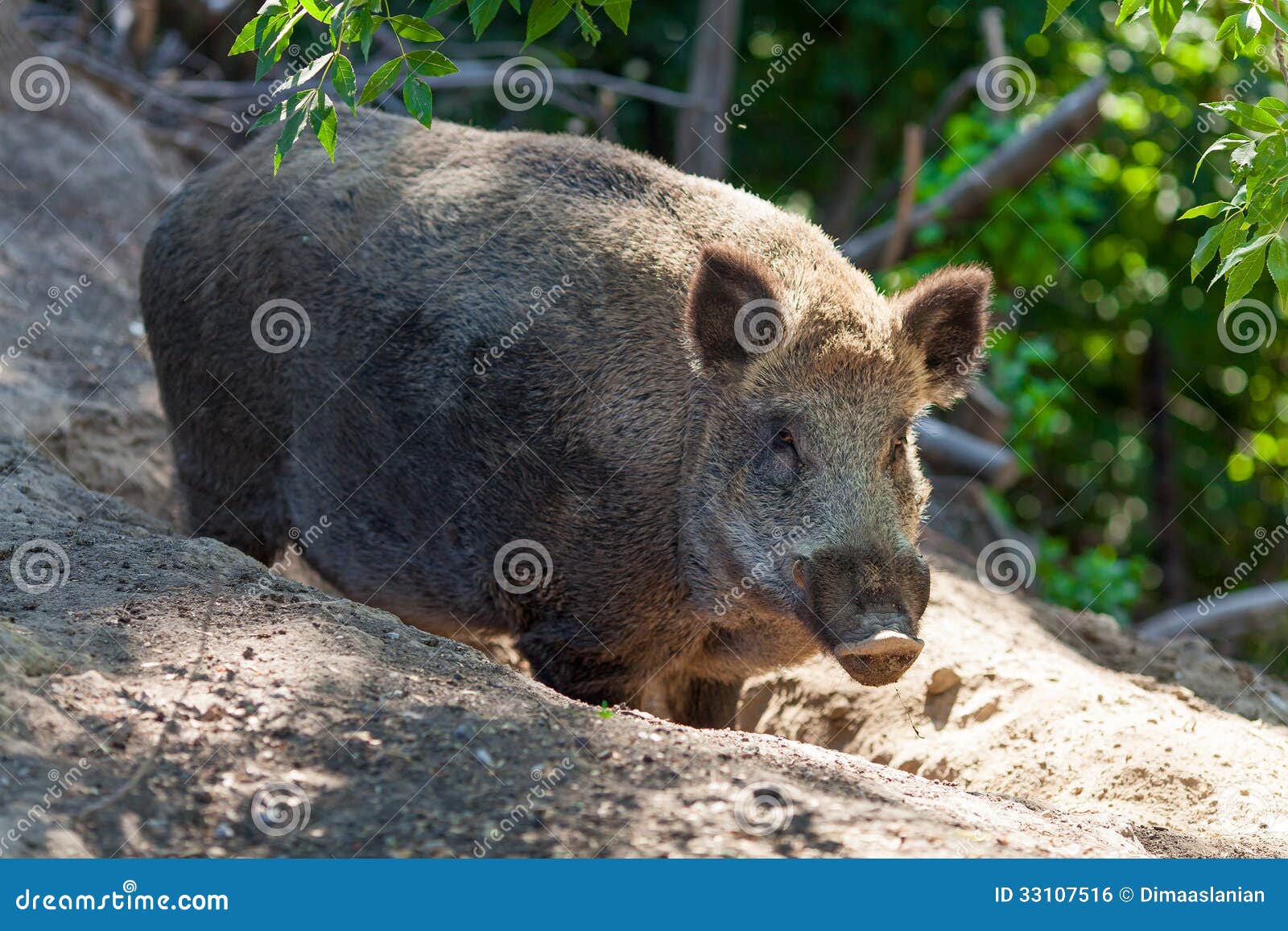 Wild boar stock photo. Image of meat, leather, pork, boar - 33107516