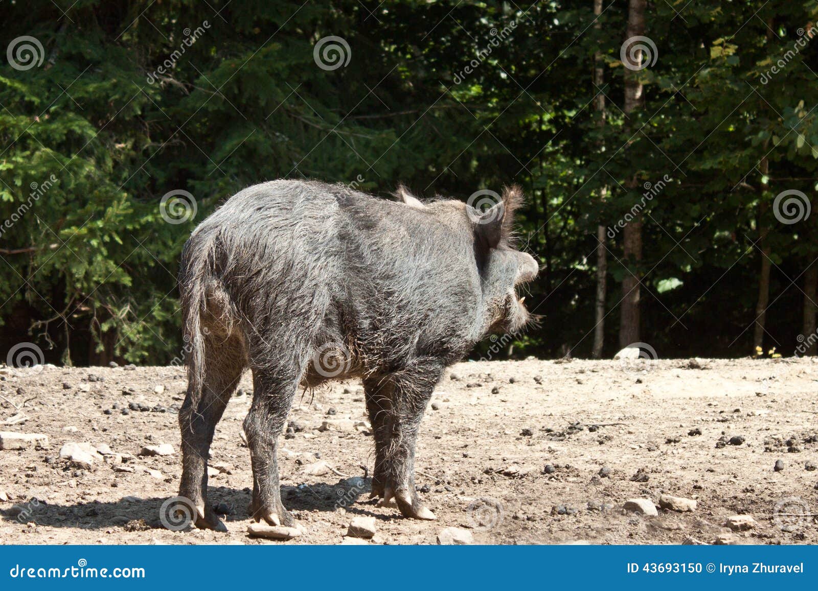 Wild Boar stock photo. Image of smell, boar, herbivore - 43693150