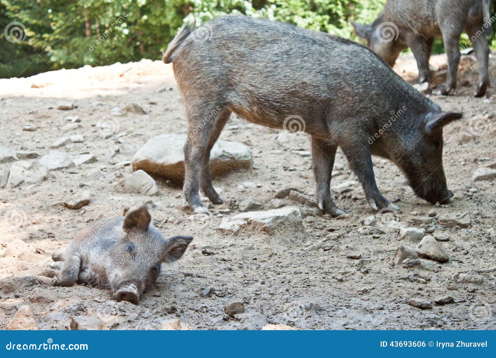 Wild Boar stock photo. Image of livestock, mammal, boar - 43693606