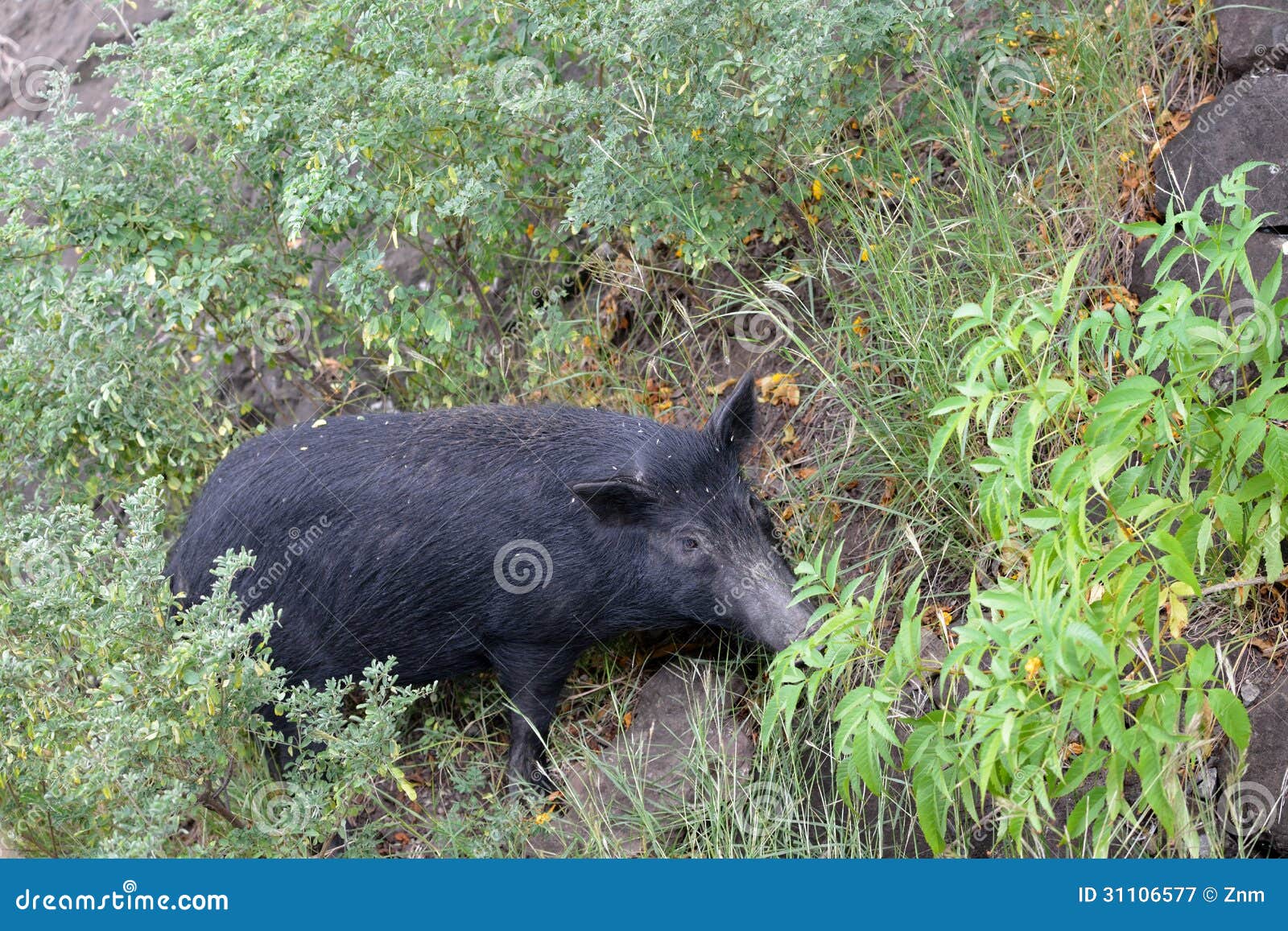 Wild boar stock image. Image of mammal, head, black, nature - 31106577