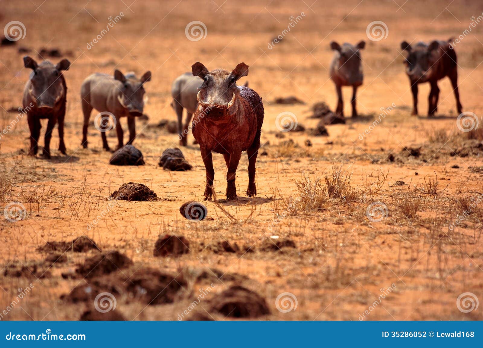 Wild boar stock photo. Image of safari, boar, kenya, swine - 35286052