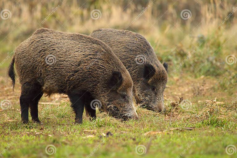 Wild boar brothers stock photo. Image of light, brown - 17240314