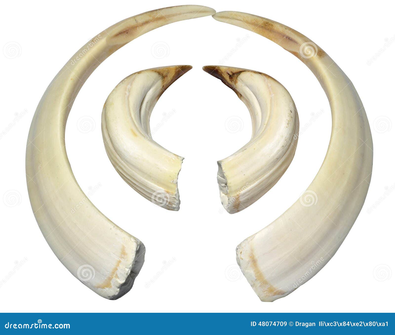 Wild boar canine teeth stock image. Image of wildlife - 48074709