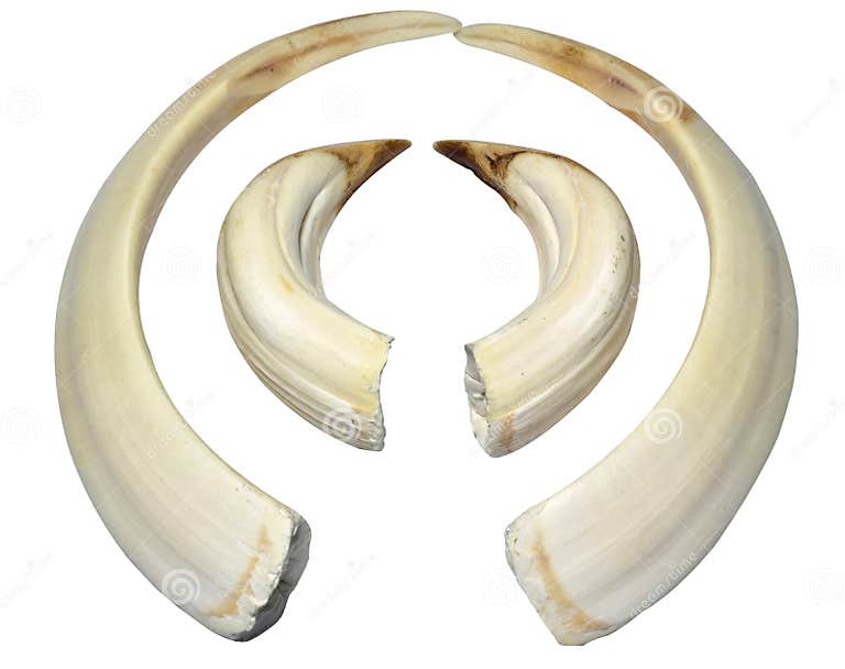 Wild boar canine teeth stock image. Image of wildlife - 48074709