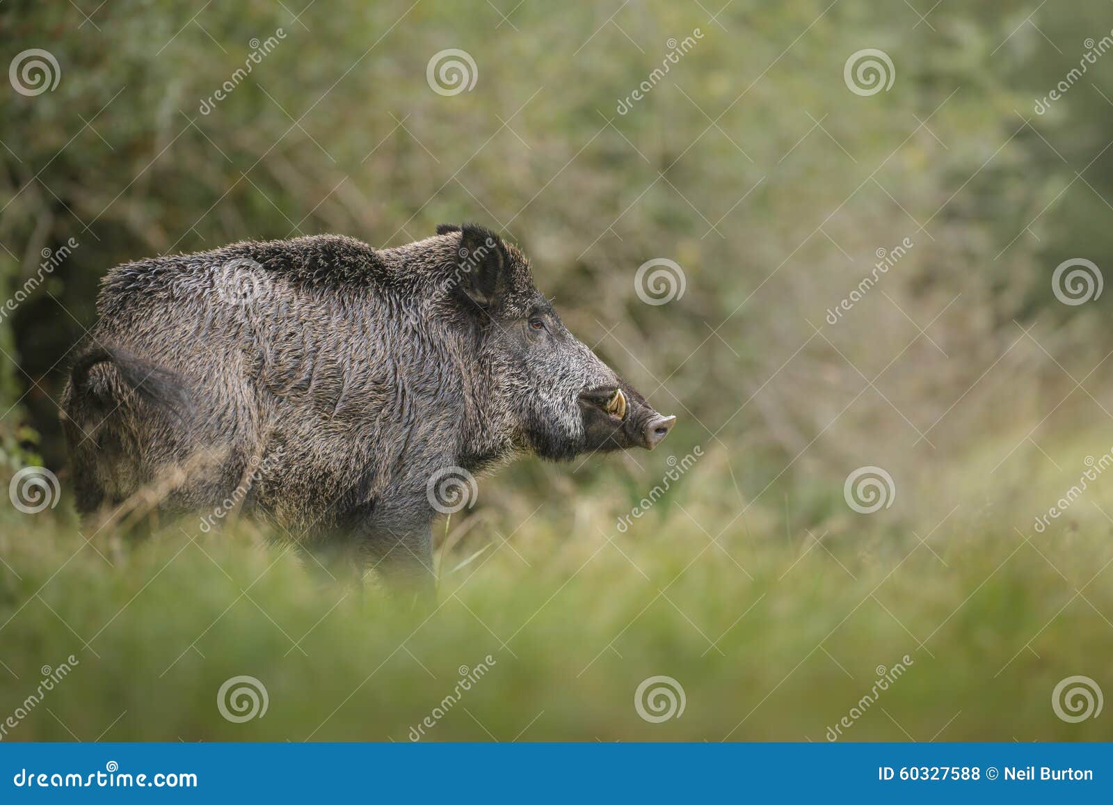 Wild boar cautious stock photo. Image of hair, formidable - 60327588