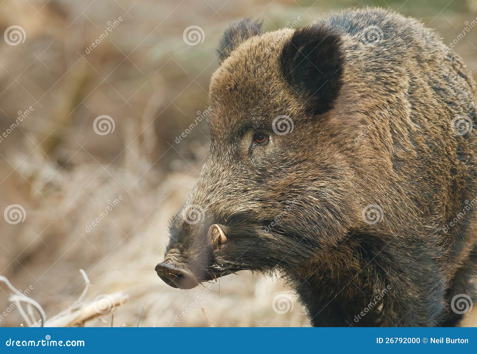 Wild boar close-up stock photo. Image of attack, teeth - 26792000