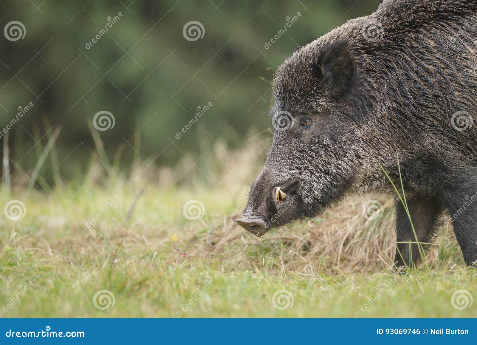 Wild boar close-up stock photo. Image of brown, people - 93069746