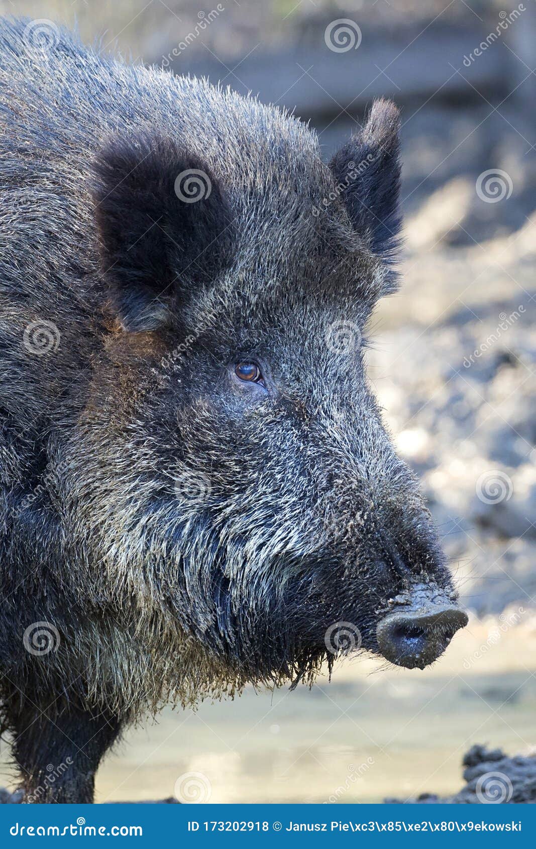 Wild Boar a Close-up Portrait Stock Photo - Image of close, mammal ...