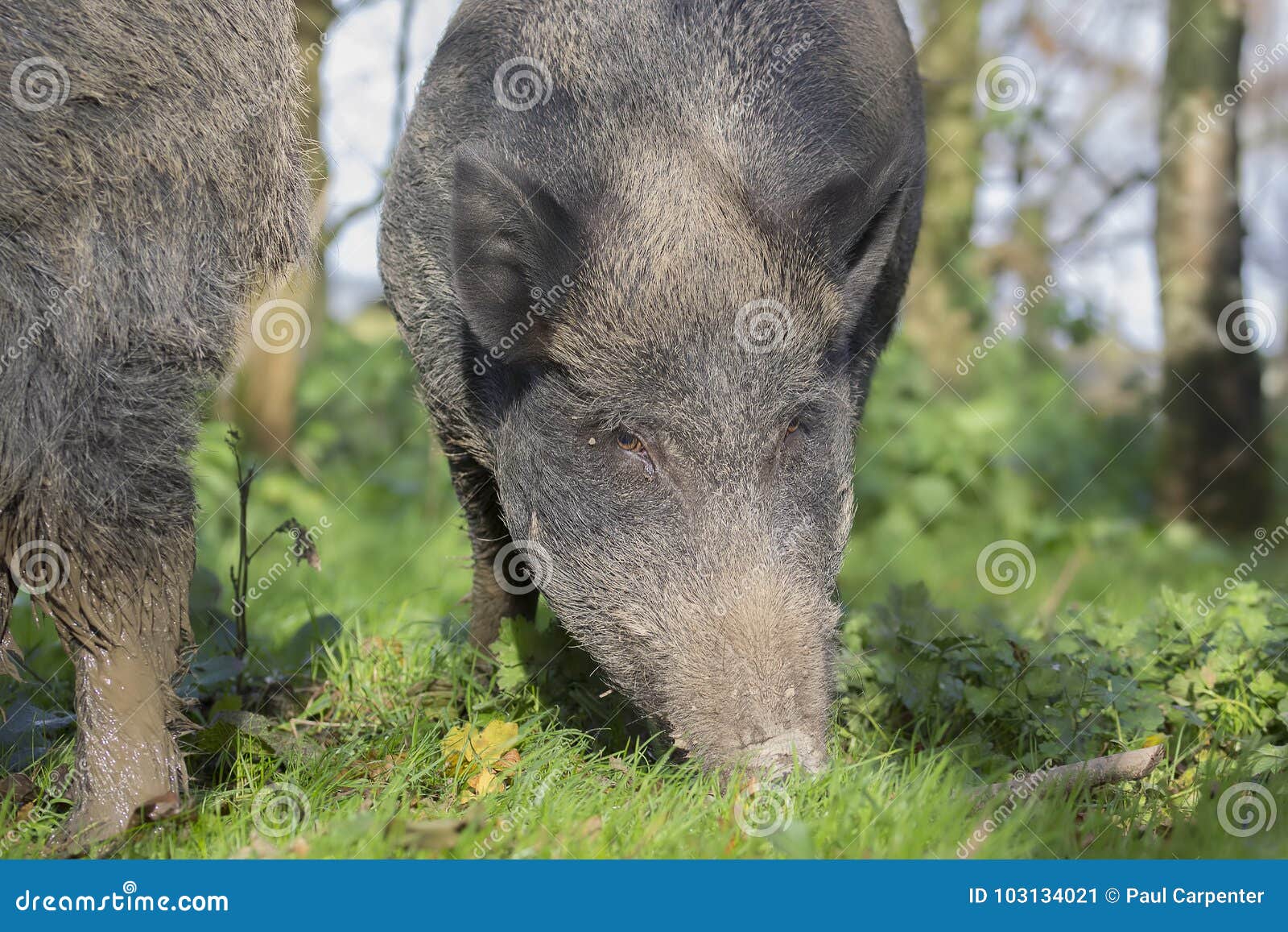 Wild Boar Close Up Portrait Stock Image - Image of grass, close: 103134021