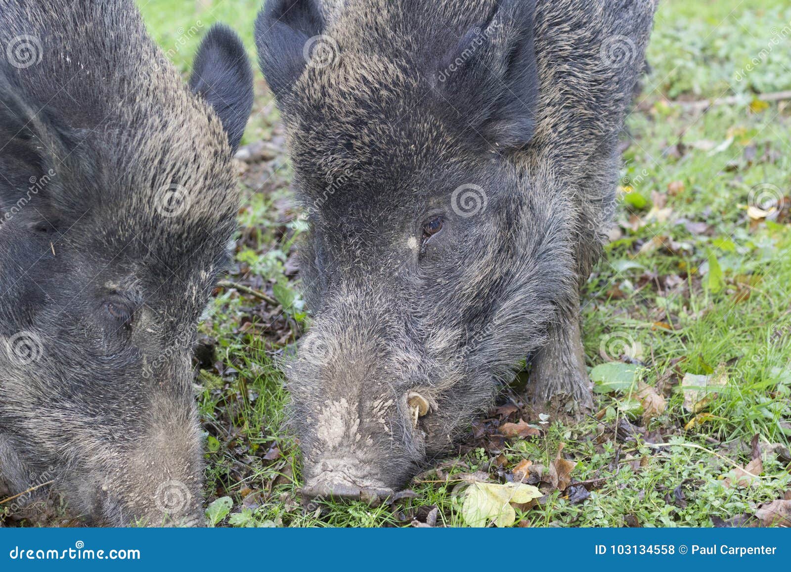 Wild Boar Close Up Portrait Stock Photo - Image of common, boar: 103134558