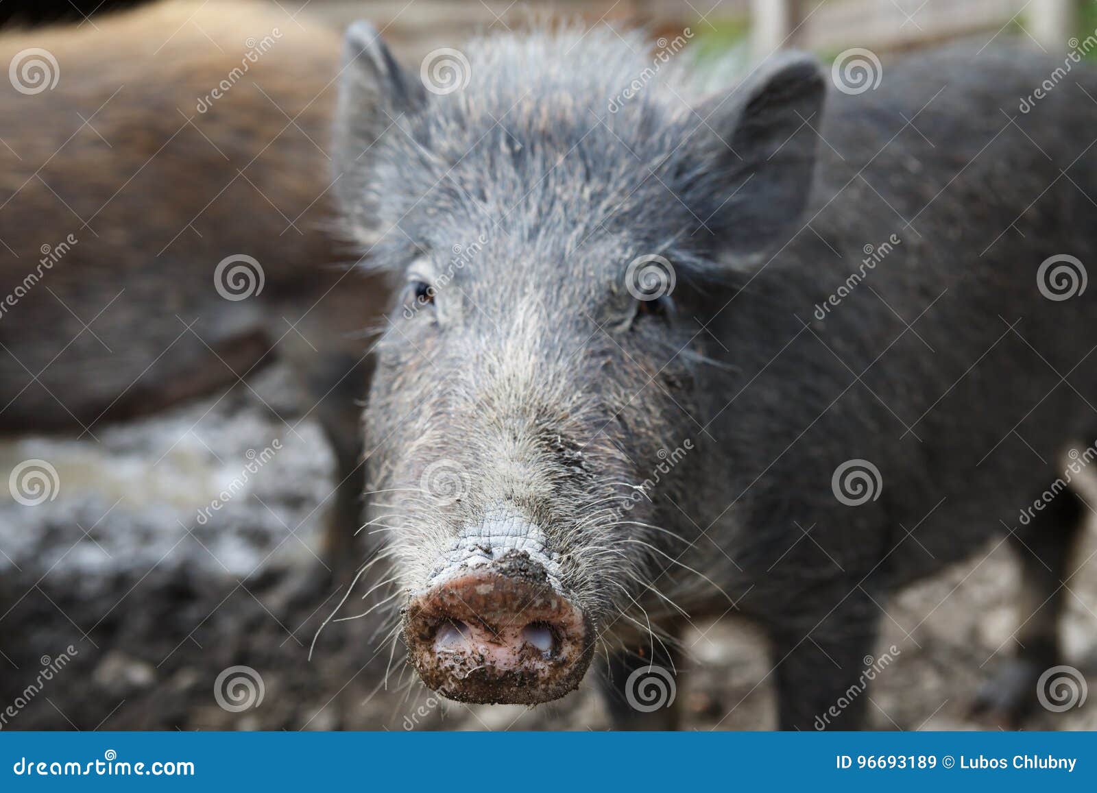 Wild boar stock image. Image of mammal, hair, wildlife - 96693189