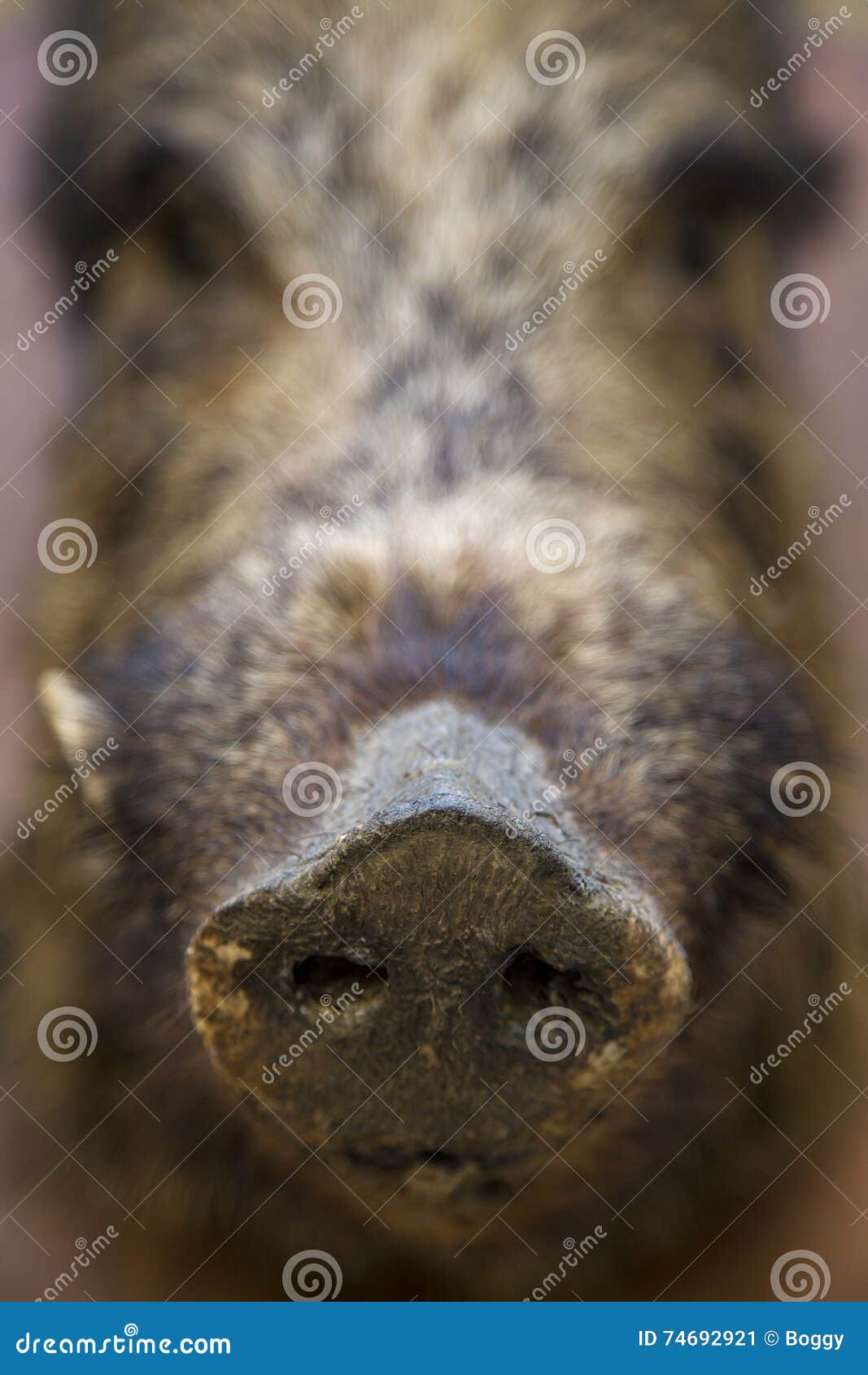 Wild boar stock image. Image of head, portrait, teeth - 74692921
