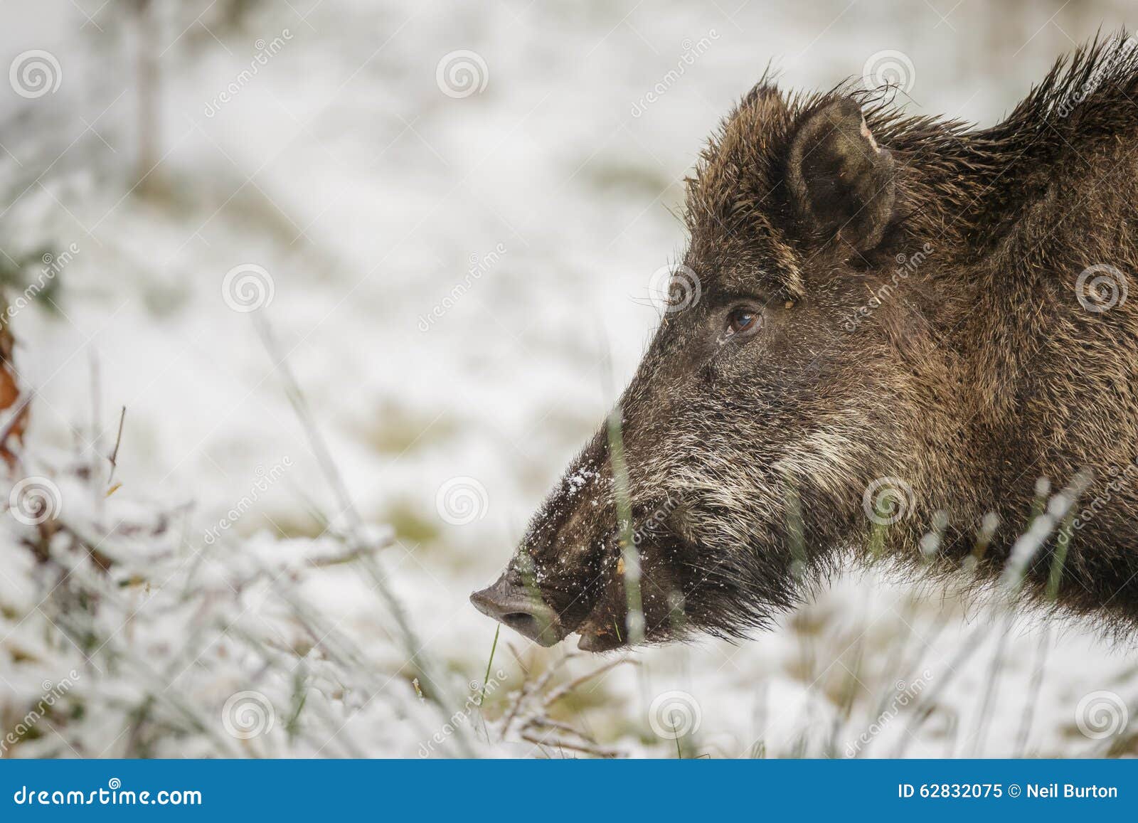 Wild Boar Close-up in Winter Stock Image - Image of scrofa, hardy: 62832075