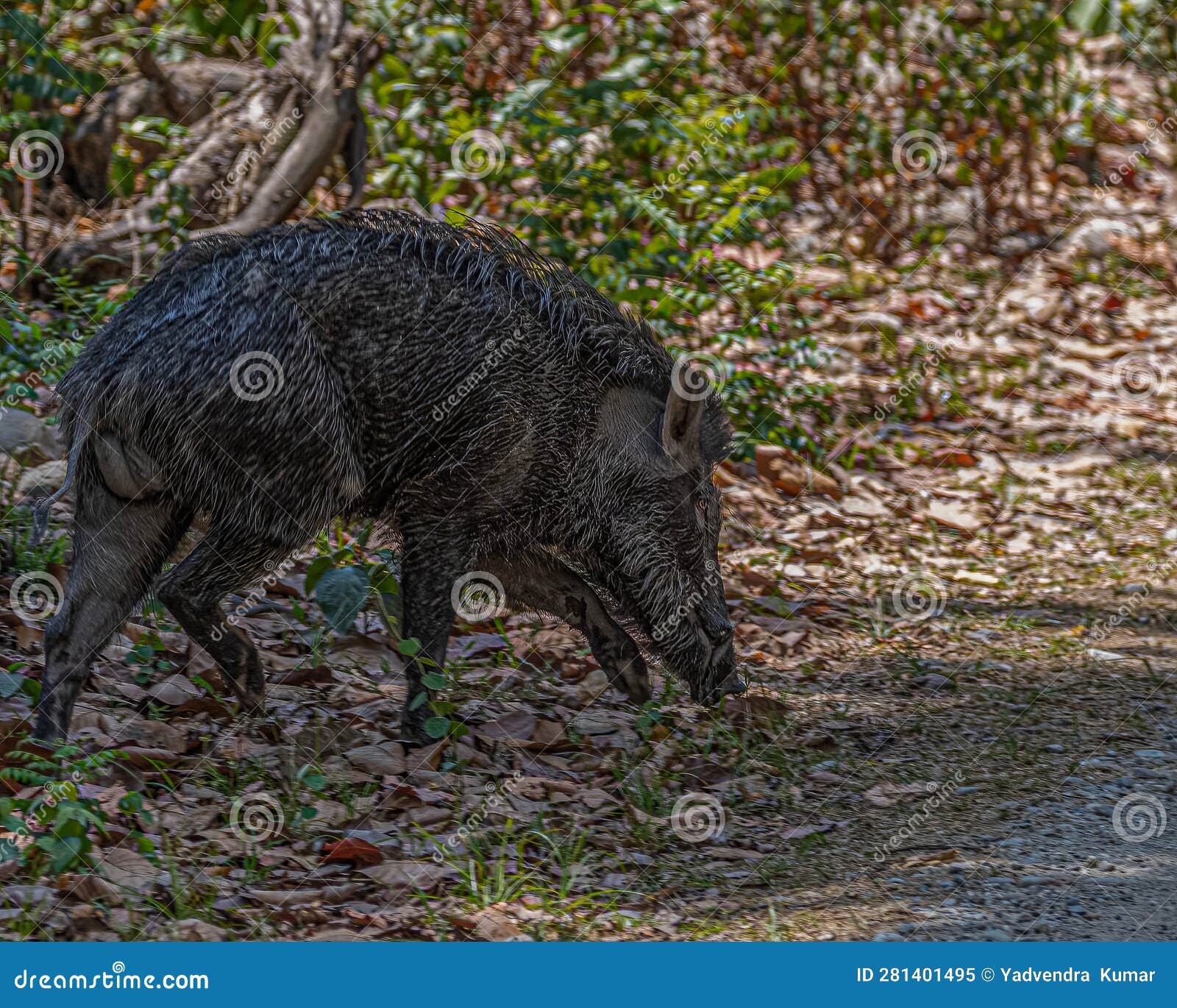 A wild Boar stock image. Image of horn, people, nose - 281401495