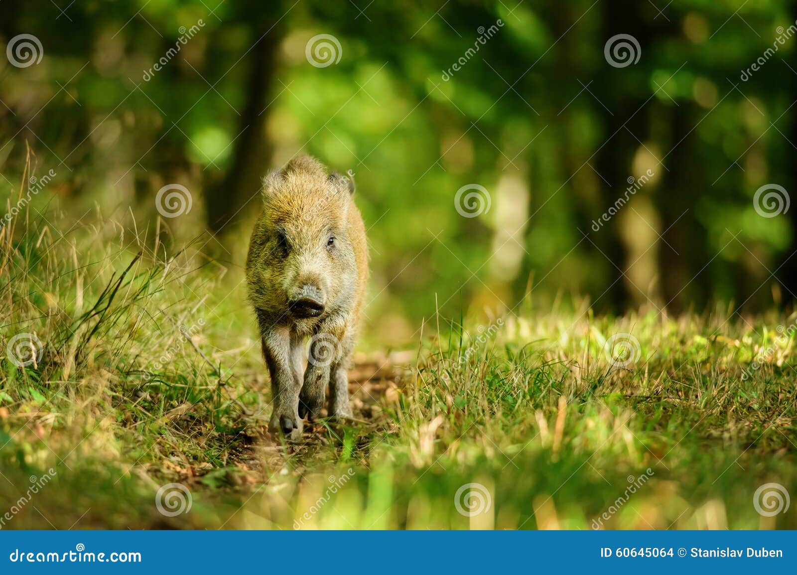 Wild Boar in Colorfull Forest Stock Photo - Image of baby, germany ...