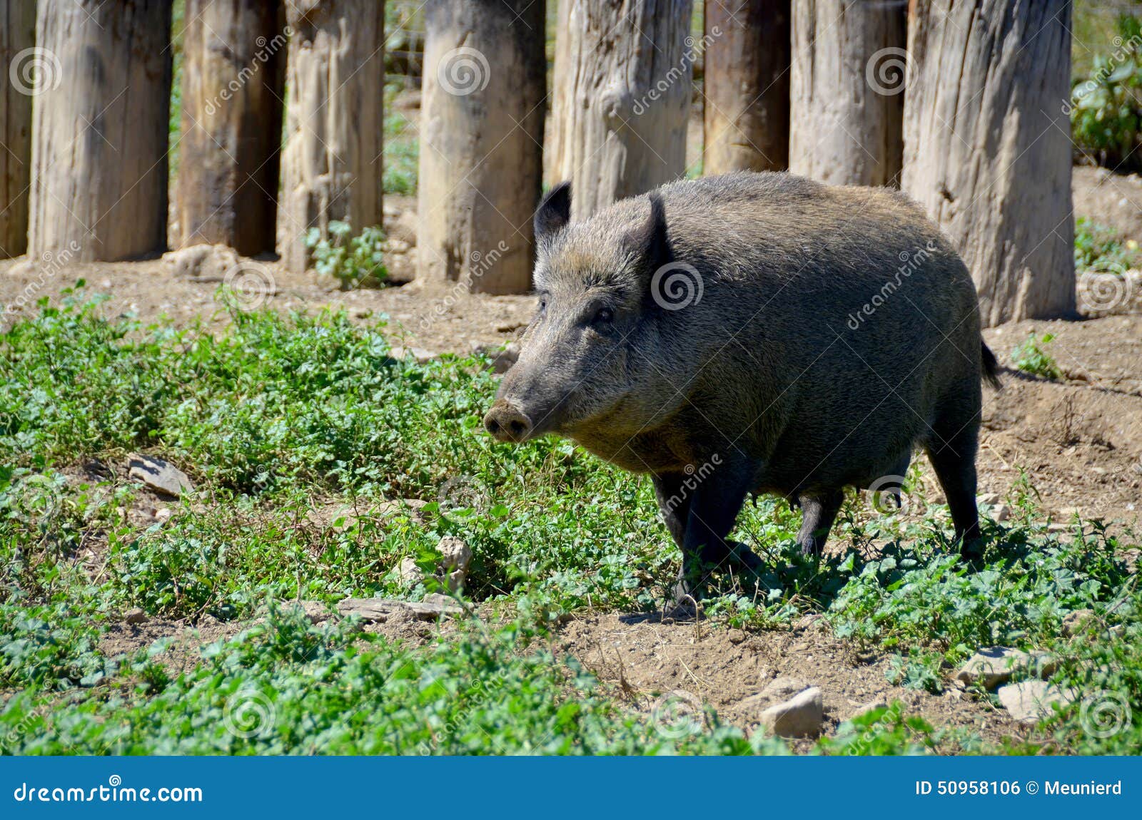 Wild boar stock photo. Image of creature, environment - 50958106