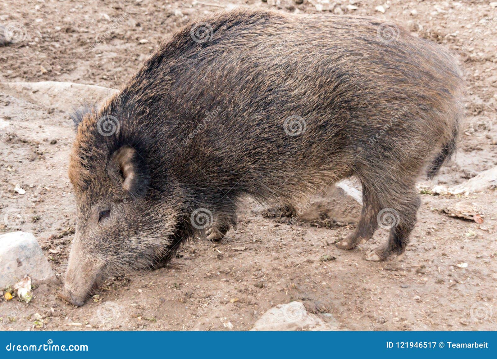 Wild boar in deer park stock image. Image of hunter - 121946517