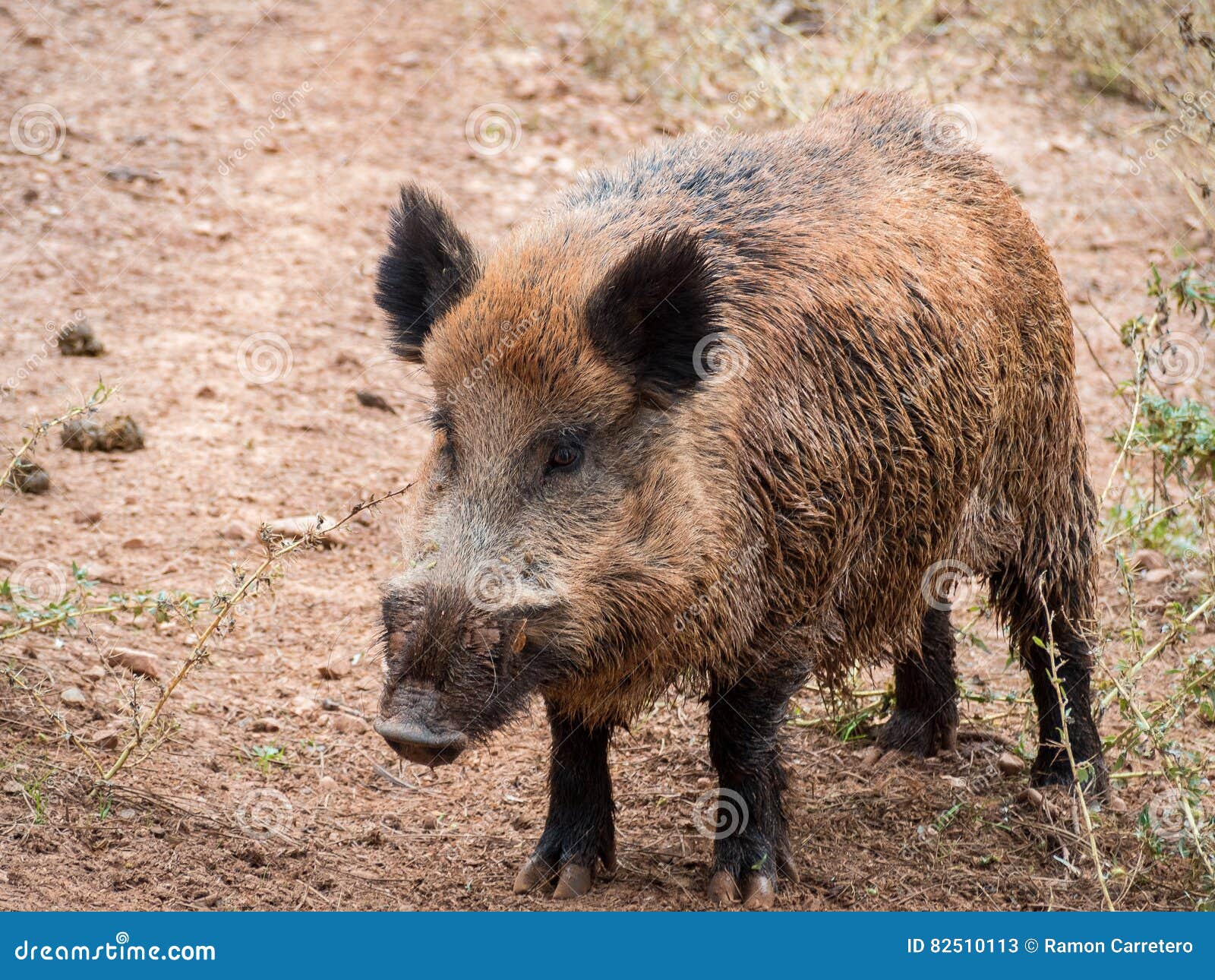 Wild Boar in a Deforested Environment Stock Image - Image of change ...