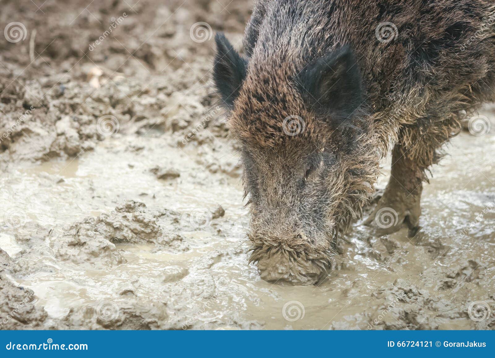 Wild boar digging mud stock image. Image of view, food - 66724121