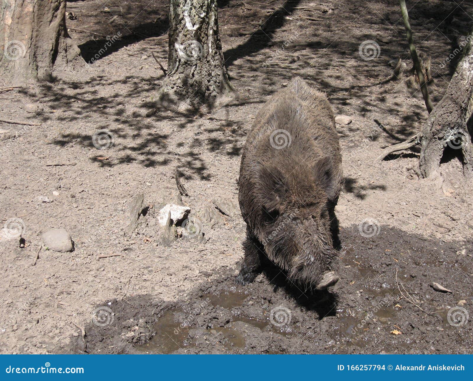 The Boar Digs in the Liquid Earth Stock Photo - Image of puddles ...