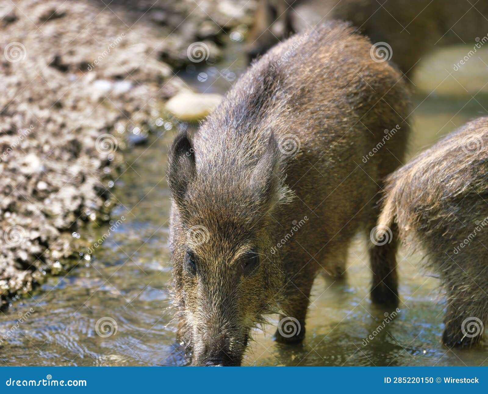 Wild Boar Drinking Water from a Stream in a Zoo Enclosure Stock Photo ...