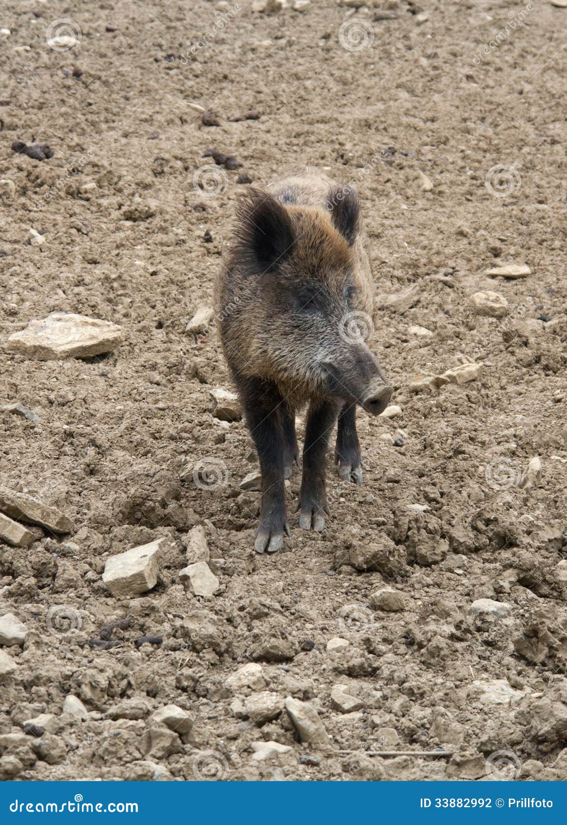 Wild boar on earthy ground stock photo. Image of game - 33882992