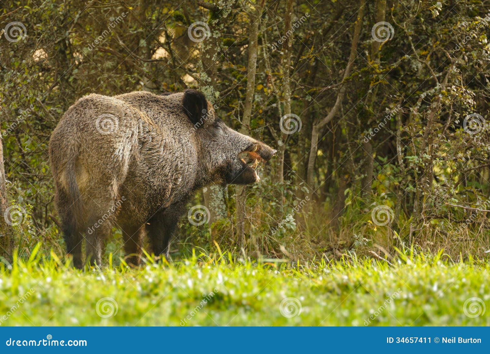 Wild Boar, Eating Fallen Apples Stock Image - Image of scrofa, male ...
