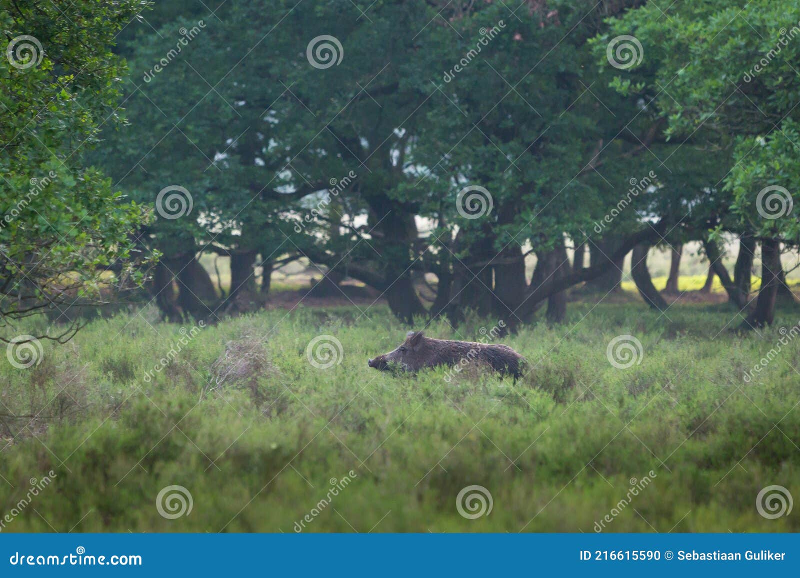 Wild Boar Eating in the Forest Stock Photo - Image of dusk, boar: 216615590