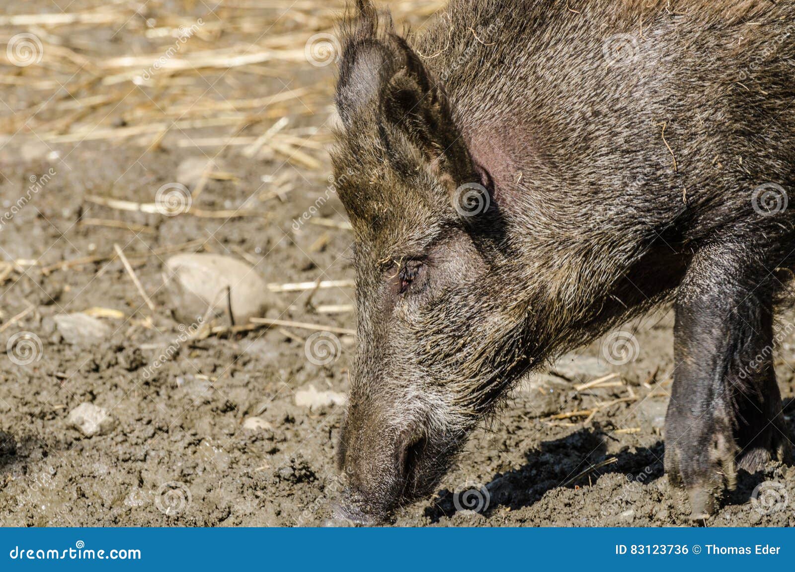 Wild boar while eating stock photo. Image of hunter, mammal - 83123736
