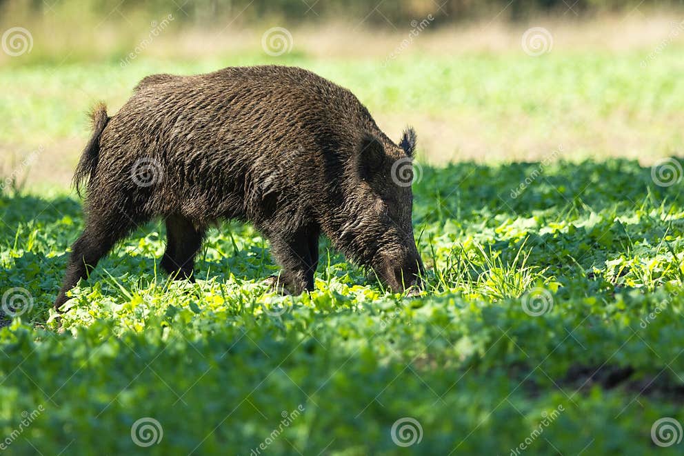 A Wild Boar Eats Plants in a Field Stock Image - Image of pasture ...