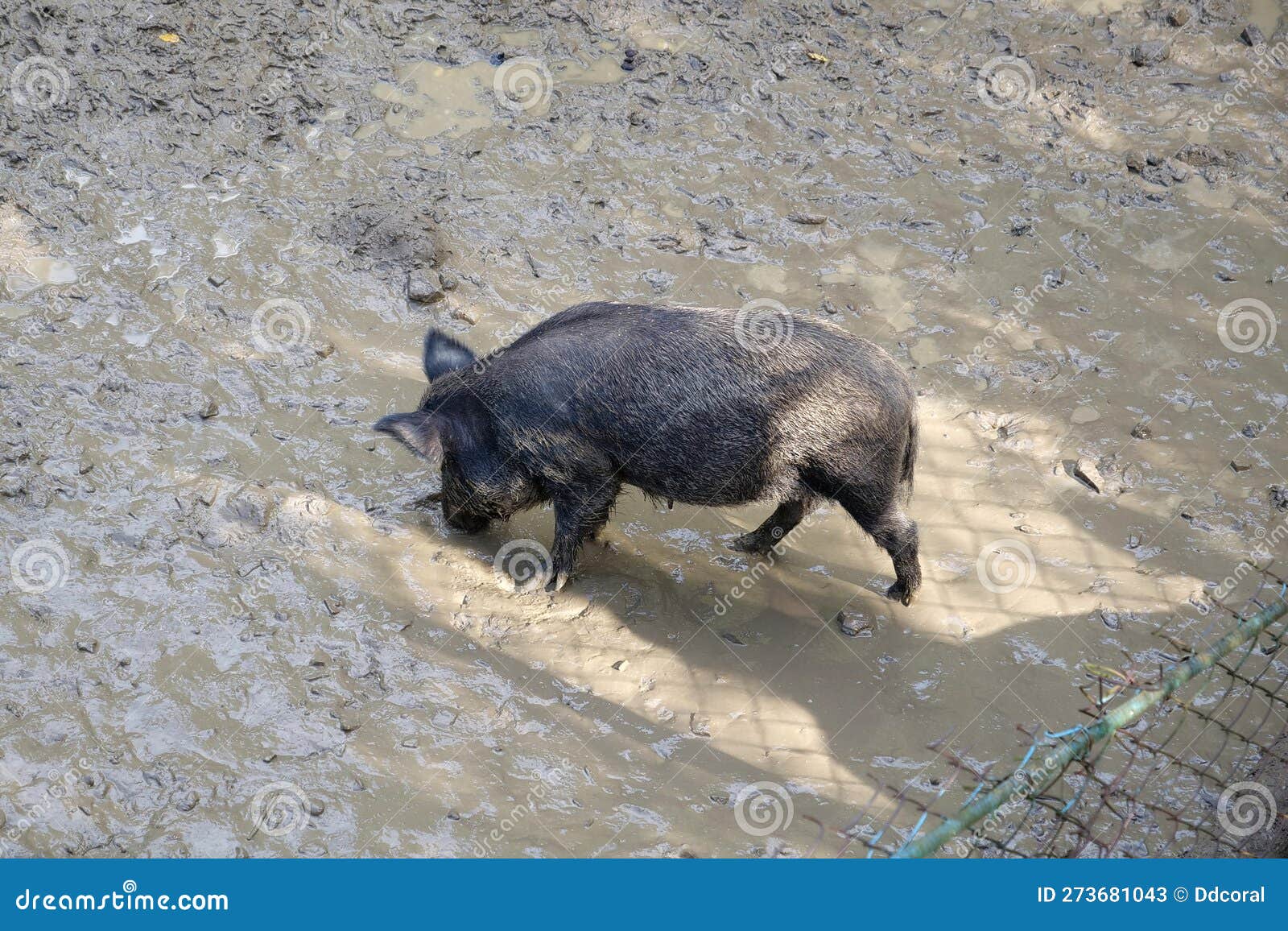 Wild Boar in an Enclosure in Zoo Stock Image - Image of pasturage, farm ...