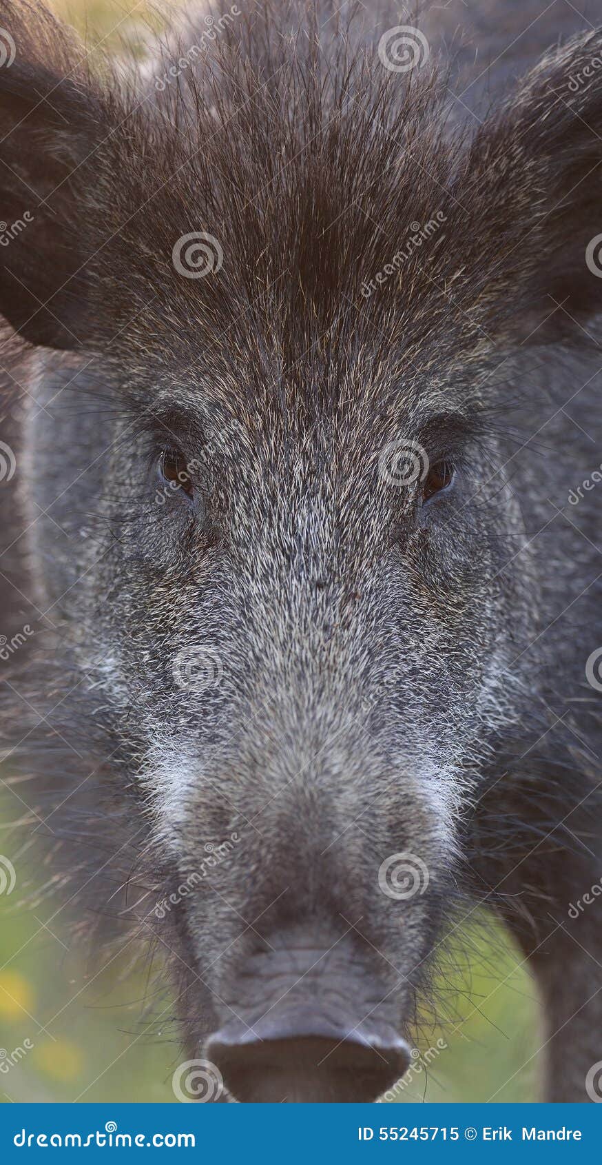 Wild boar face stock image. Image of late, large, eurasian - 55245715