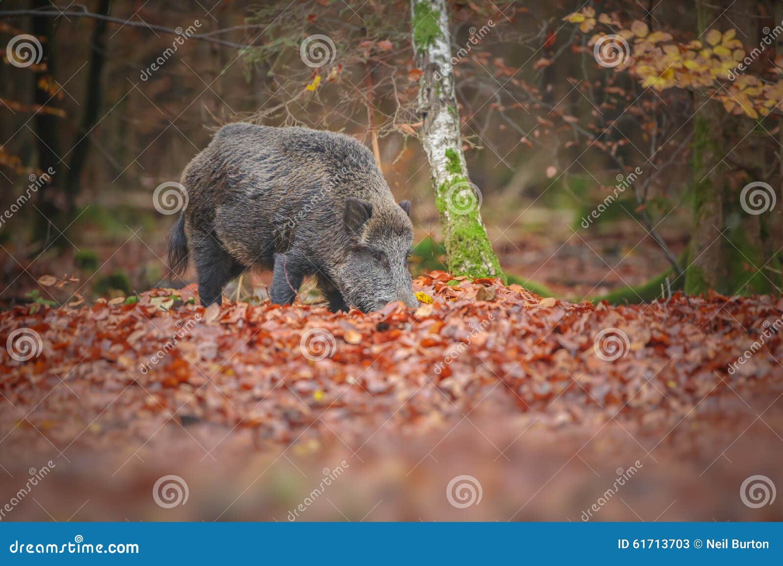 Wild boar in fall colors stock image. Image of formidable - 61713703