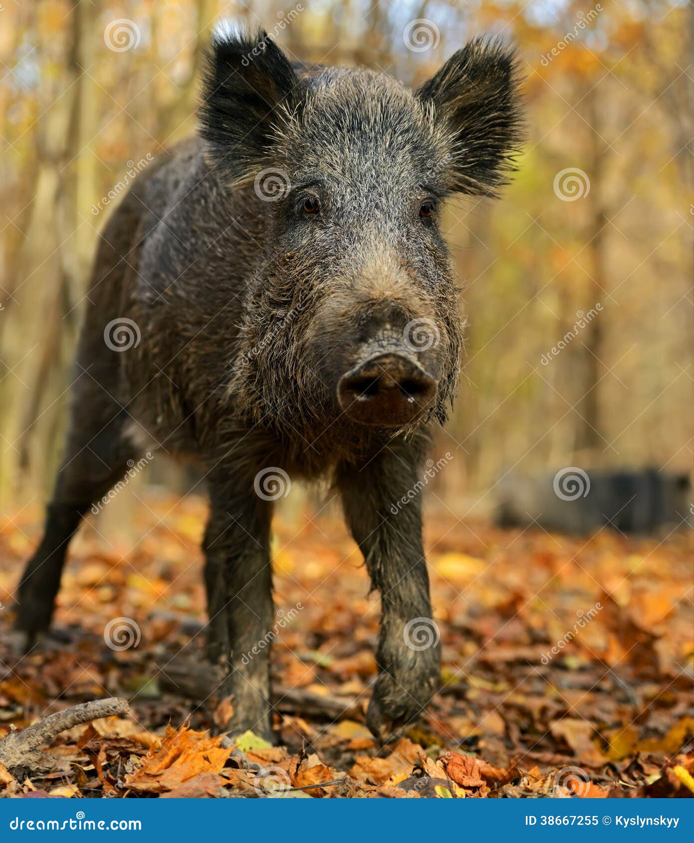 Wild boar stock image. Image of mammals, fall, wildlife - 38667255