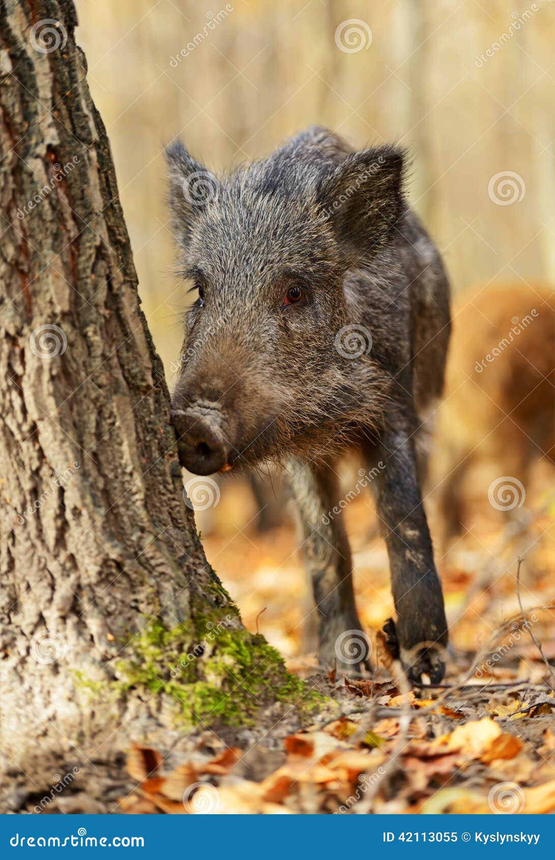 Wild boar stock image. Image of animals, outdoor, mammals - 42113055