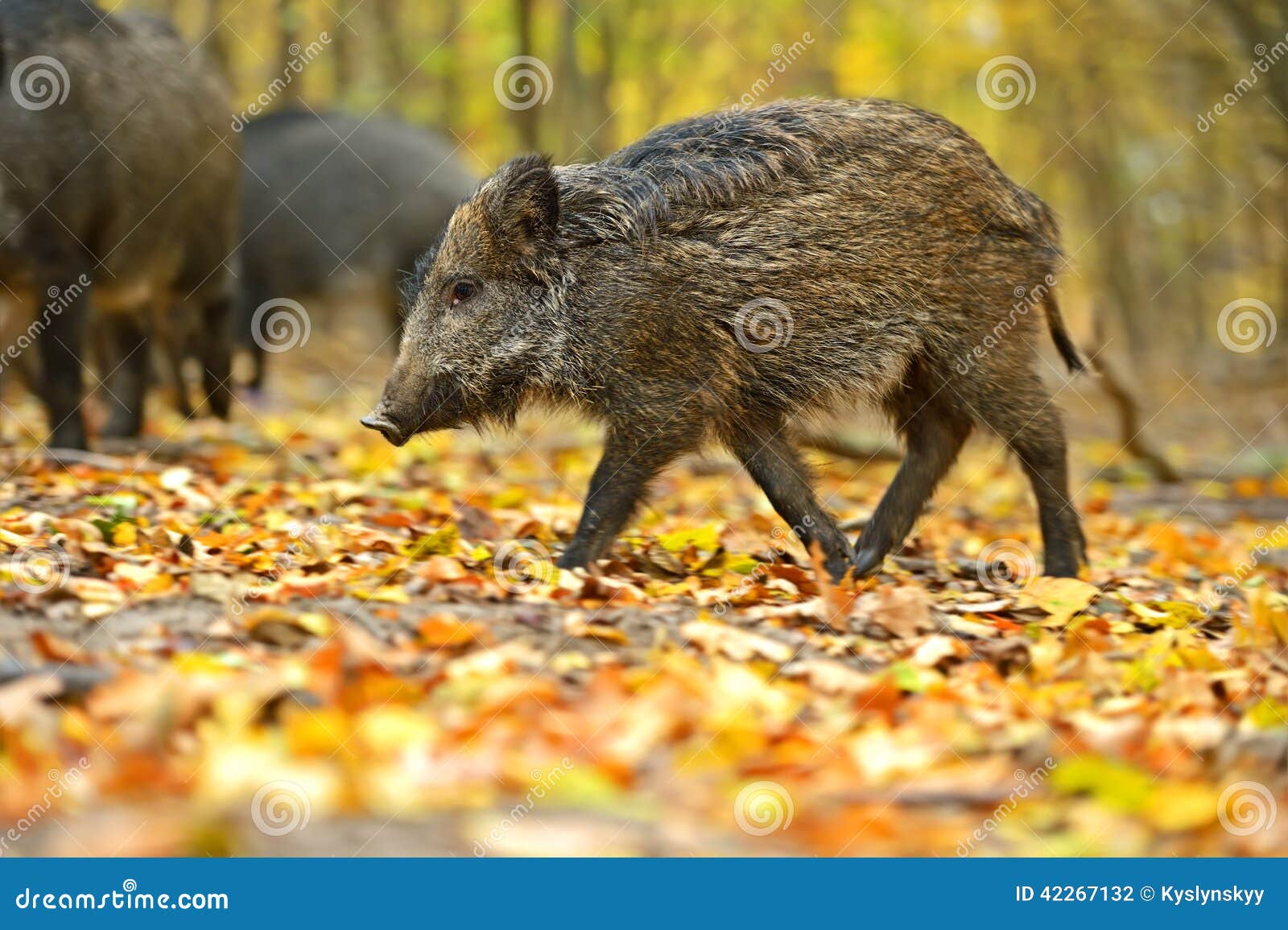 Wild boar stock photo. Image of habitat, animal, artiodactyls - 42267132