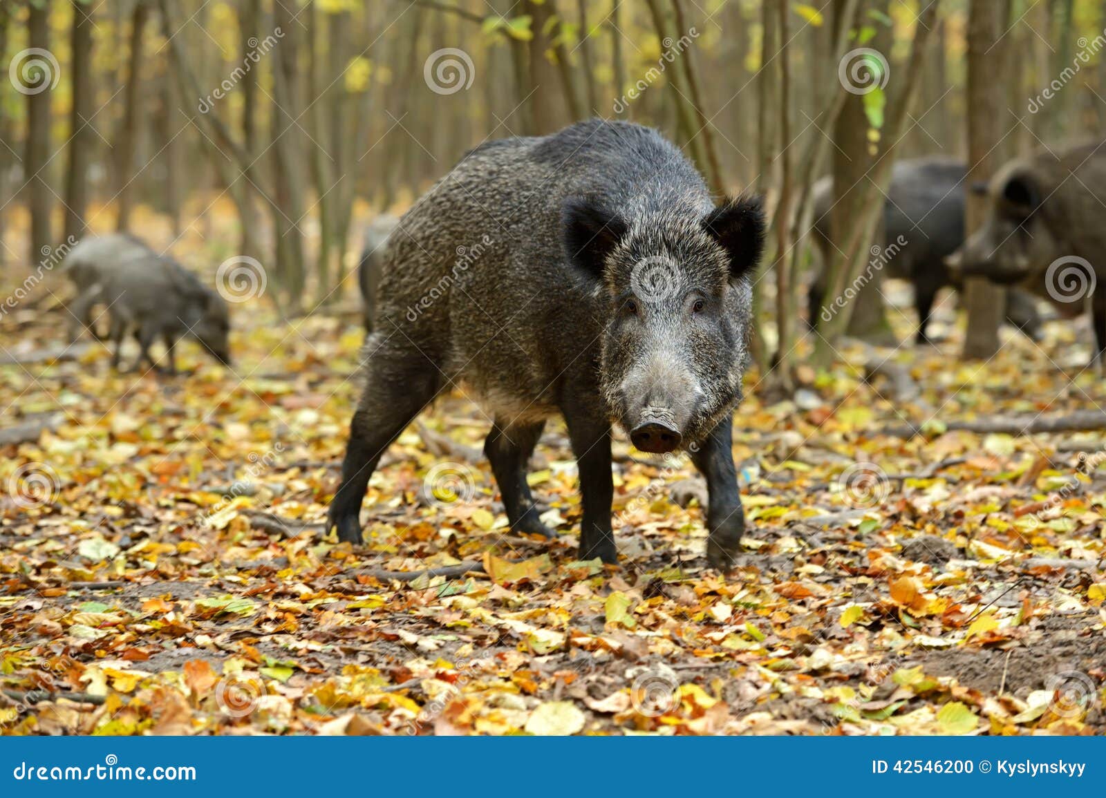 Wild boar stock photo. Image of autumn, mammals, boar - 42546200