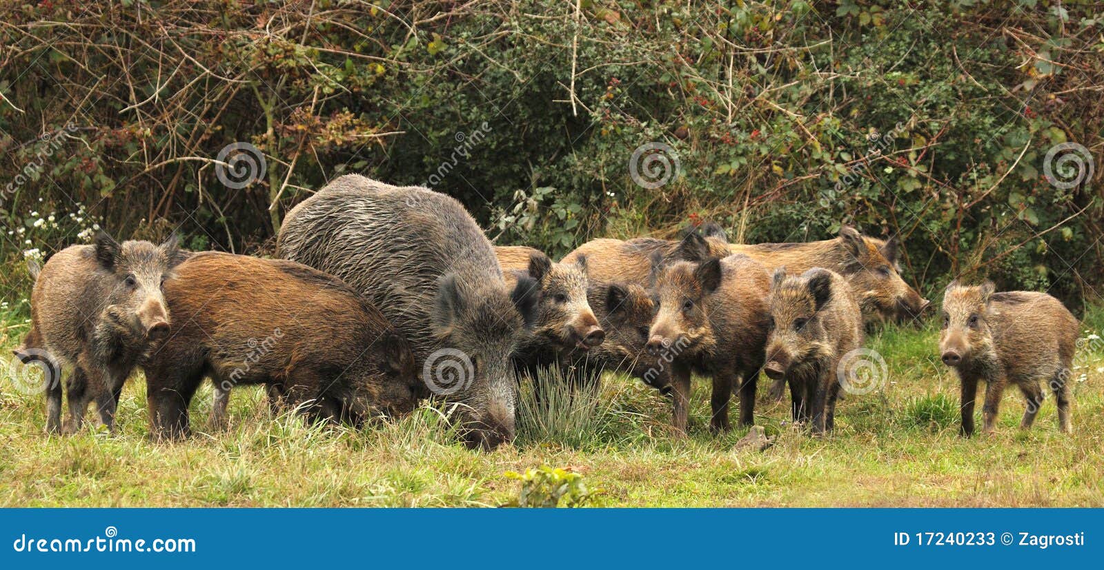 Wild boar family stock image. Image of boar, omnivores - 17240233