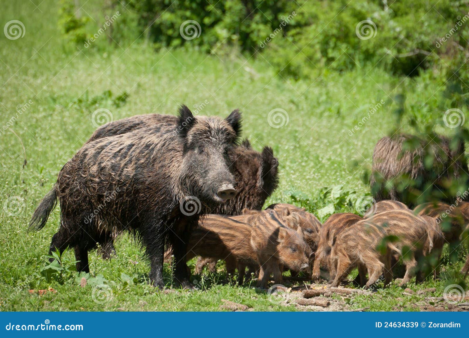 Wild boar family stock image. Image of hungary, fear - 24634339