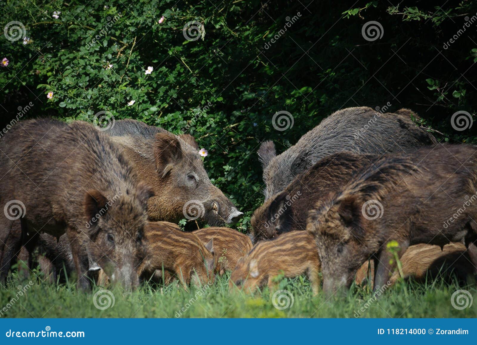 Wild boar family in forest stock photo. Image of exotic - 118214000