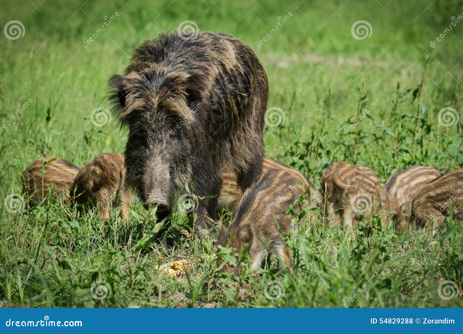 Wild boar family stock photo. Image of hunt, breed, creature - 54829288
