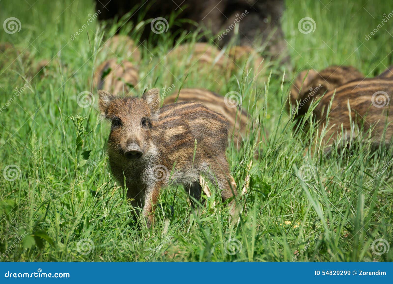 Wild boar family stock image. Image of head, wood, green - 54829299